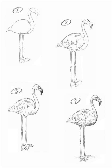 How To Draw A Flamingo A New Step By Step Drawing Tutorial R Drawing Tutorials