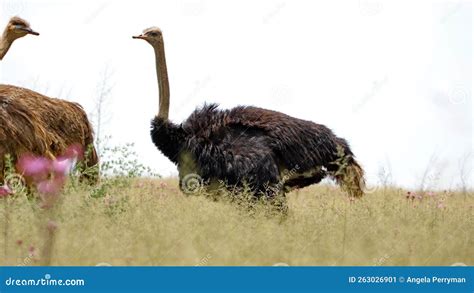 Ostriches In A Field Stock Image Image Of Johannesburg