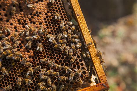 벌집에 벌집에서 일하는 꿀벌 꿀벌 내부 하이브 그들의 젊은에 대 한 밀봉 하 고 열린 세포와 함께 0명에 대한 스톡 사진 및 기타 이미지 Istock