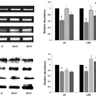 Effects Of KRG On MRNA And Protein Expression Levels Of Sex Hormone Download Scientific Diagram