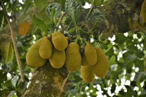 Cempedak Vs Jackfruit Taste Texture And Usescan Emping Sg