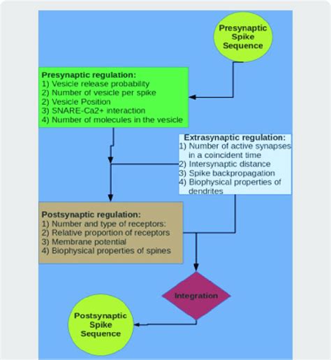 Schematic Representation Of The Flow Of Information In The