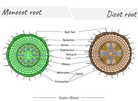 Premium Vector Monocot Root And Dicot Root