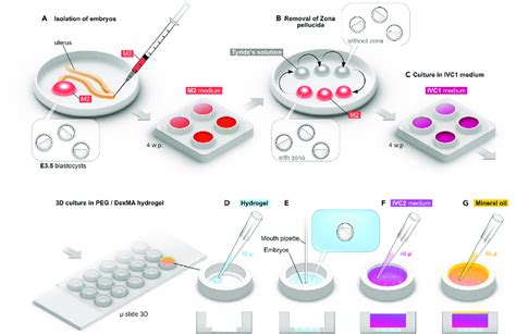 Isolation And Culture Of Mouse Embryos In Synthetic Hydrogels A G Download Scientific Diagram