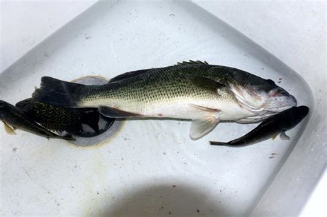 Bass Fishing 101 Uk Outdoor Pursuits