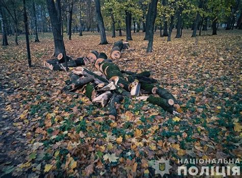 На Сумщині директора КП підозрюють у вирубці дерев у заповіднику на понад 1 5 млн грн Новини