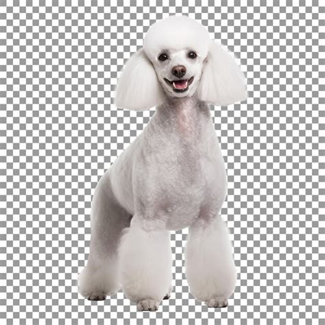 Красивая порода собак пудель изолирована на прозрачном фоне Премиум Psd Файл