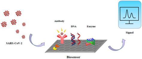 Principle Of Plasmonic Biosensors Reproduced With Permission From Ref Download Scientific