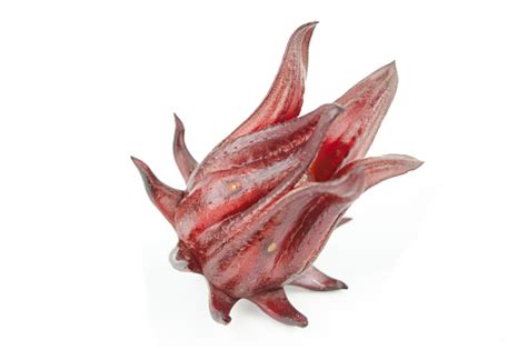 로젤 자메이카 소렐러 또는 히비스커스 Sabdariffa 클리핑 경로와 흰색 배경에 고립 0명에 대한 스톡 사진 및 기타 이미지 0명 가젤 건강관리와 의술 Istock