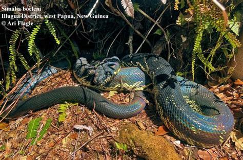 Simalia Boeleni The Reptile Database