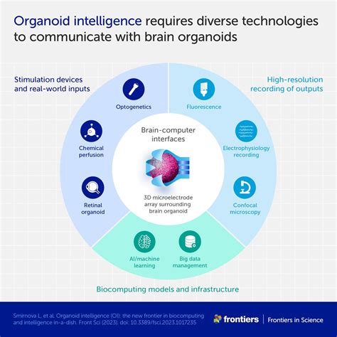 “organoid Intelligence” Revolutionary Biocomputers Powered By Human Brain Cells
