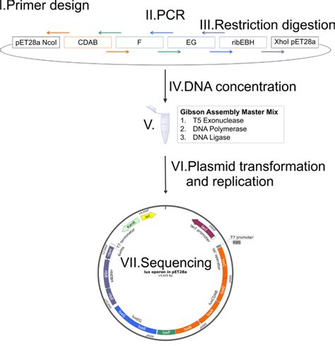 Schematic Representation Of The Applied Gibson Cloning Strategy Step
