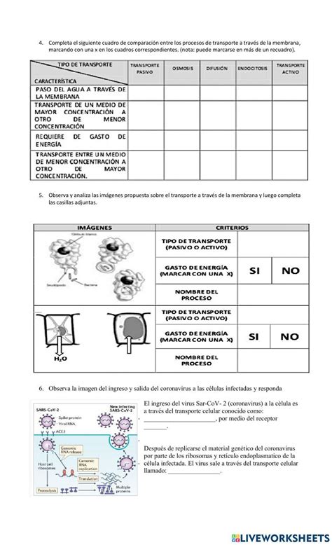 Hoja De Trabajo Sobre El Transporte Celular Y El Ciclo Celular Respuestas