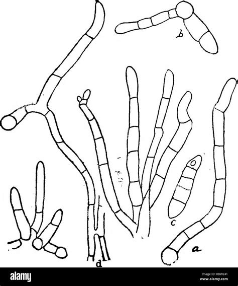 Parasitic Rust Fungi Cut Out Stock Images Pictures Alamy