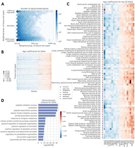 Mouse Aging Cell Atlas Analysis Reveals Global And Cell Type Specific Aging Signatures Elife