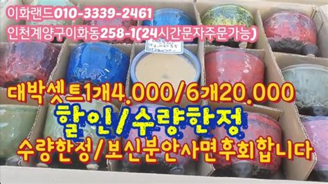 준비수량판매완료다육이화분6개2만원 수량한정보신분대박 다남다육010 3339 2461 Youtube
