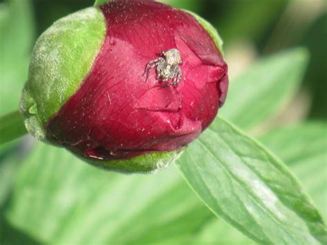 Araneus Ventricosus Peonie Photograph By Cora Thrash Pixels