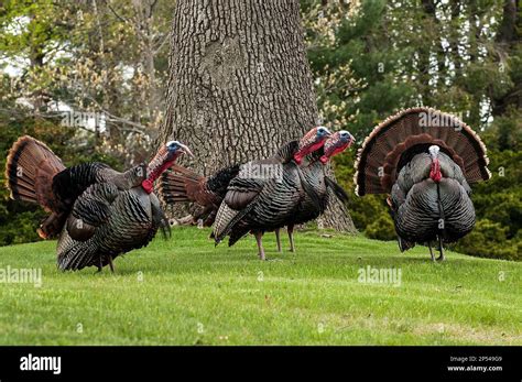 Eastern Wild Turkey Male Or Toms Gobble In The Direction Of A Single Female Or Hen During