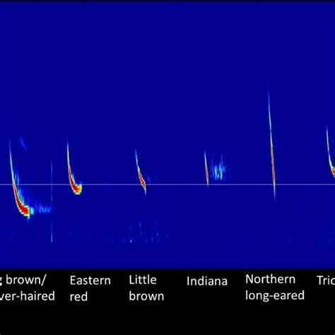 Spectrogram Of Bat Echolocation Pulse Bat Call Identification Is