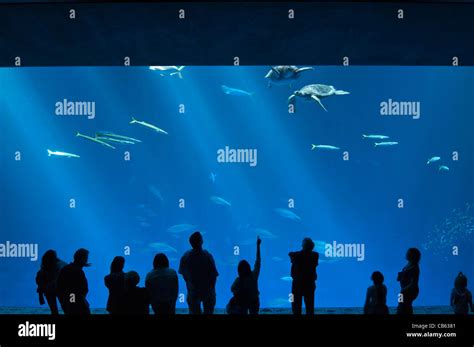 The Magnificent Open Sea Exhibit At The Monterey Bay Aquarium Stock