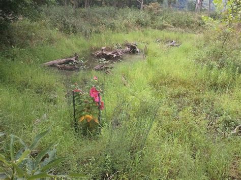 Hampshire Outdoors Experiments In Hibiscus Propagation