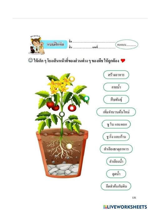 ใบงานส่วนประกอบของพืช ป4 Online Exercise For Live Worksheets
