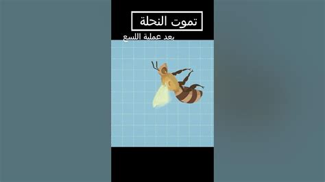 لماذا تموت النحلة بعد عملية اللسع؟withzaituna Shorts Youtube