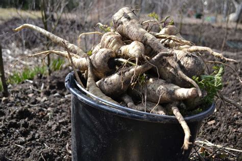 Time To Sow Parsnip In My Garden Sara S Kitchen Garden