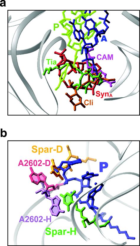 PTC Antibiotics Together With The 3 Ends Of The A And The P Site Download Scientific Diagram