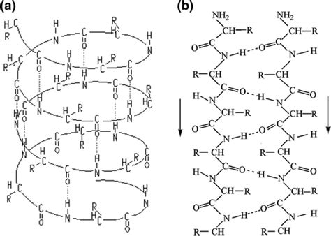 The Difference Between Alpha And Beta Sheets