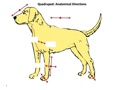 Aandp 1 Proctor Diagram Quizlet