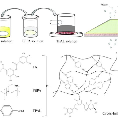The Coating Schematic Diagram Of Modified Membrane Download