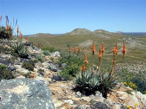 Blue Aloe Aloe Glauca · Inaturalist