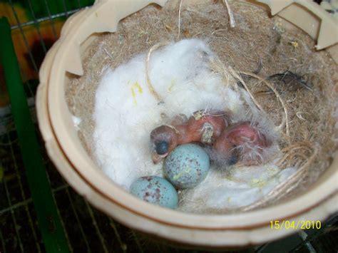 ΩΔΙΚΑ ΠΤΗΝΑ 2