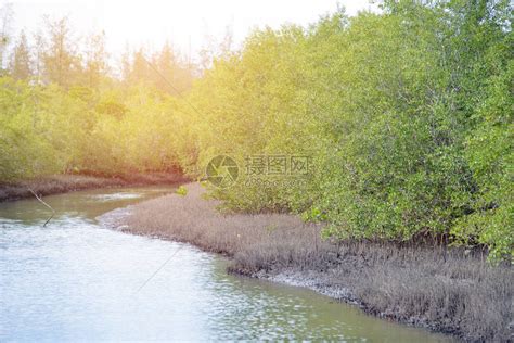热带地区的红树林高清图片下载 正版图片507412783 摄图网