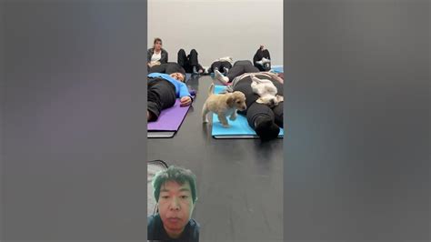 Cute 🐶 Cutepuppy Youtube