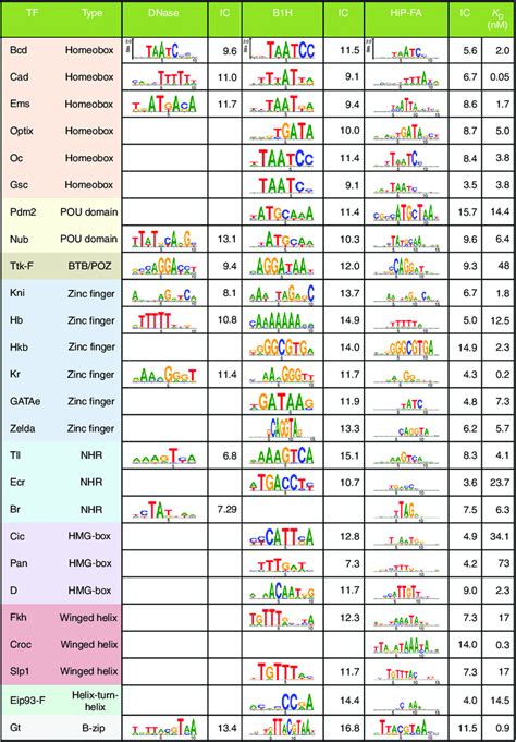 Binding Specificities Of 26 Drosophila Transcription Factors The Download Scientific Diagram