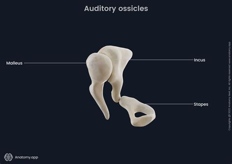 Auditory Ossicles Anatomyapp