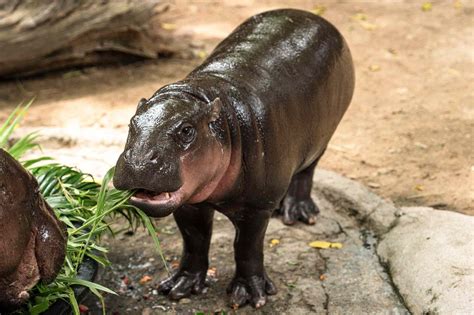 Moo Deng Turns 1 Viral Pygmy Hippo Celebrates Birthday With 4 Day Party