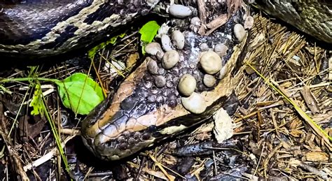 Watch Giant Python Is Being Eaten Alive By Hundreds Of Ticks Outdoor Life