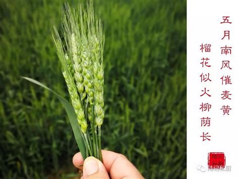 寻味昌邑之麦季小干鱼