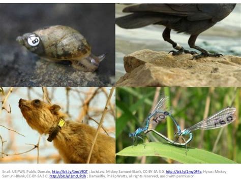 Capture Mark Recapture Cmr As A Method For Species Monitoring At A