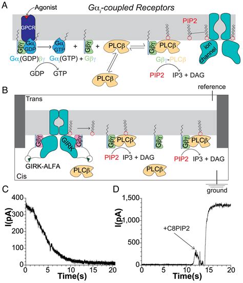 Gβγ Activates Pip2 Hydrolysis By Recruiting And Orienting Plcβ On The