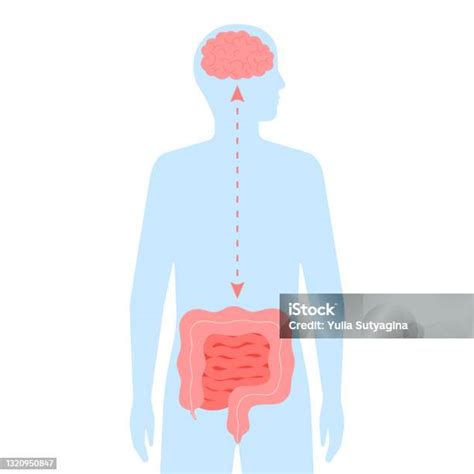 뇌와 장 내장의 관계 건강 인간의 두뇌와 창 자 두 번째 두뇌의 건강 한 연결 정신적 소화의 단합 벡터 플랫 만화 일러스트레이션 창자에 대한 스톡 벡터 아트 및 기타 이미지
