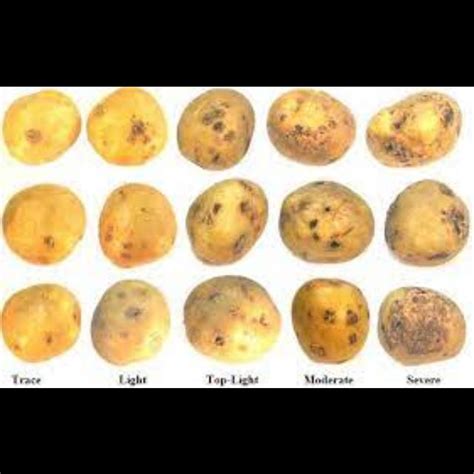 Potato Detection Object Detection Dataset V Pm By Vegetable Quality Detection