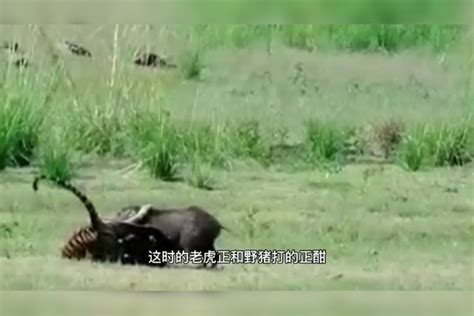 老虎正在专心捕猎谁料鳄鱼竟然搞偷袭鳄鱼能得逞吗 鳄鱼 偷袭 老虎