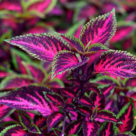 Coleus Forskohlii Coleus Root Sonoran University Of Health Sciences Medicinary