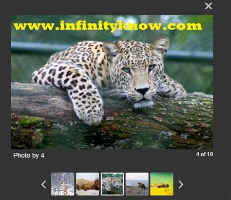 Vue Js Image Gallery With Thumbnails Vuejs Lightbox