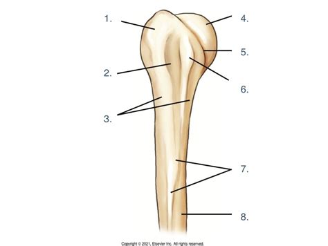 Proximal Humerus Diagram Quizlet Proximal Humerus Diagram Quizlet