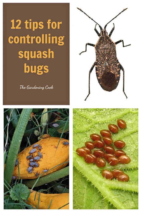 How To Prevent Squash Bugs Chocolatemuseum18